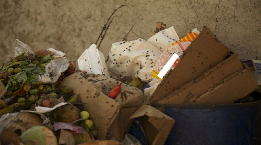 Surge in the presence of flies across St Vincent