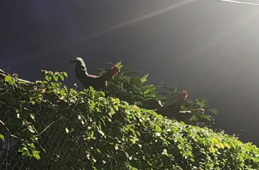 From Backyard Fowl to Office Staff